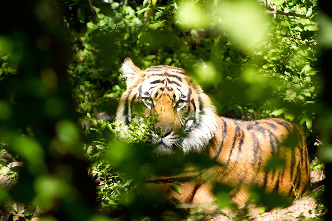 What do we mean by ‘direct management’? – Last Forests